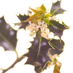 Fleur de Bach n°15 : Holly / Houx | Sensibilité | Fiche d'information