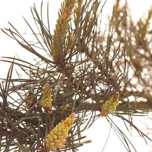 Fleur de Bach n°24 : Pine / Pin Sylvestre | Fiche d'information